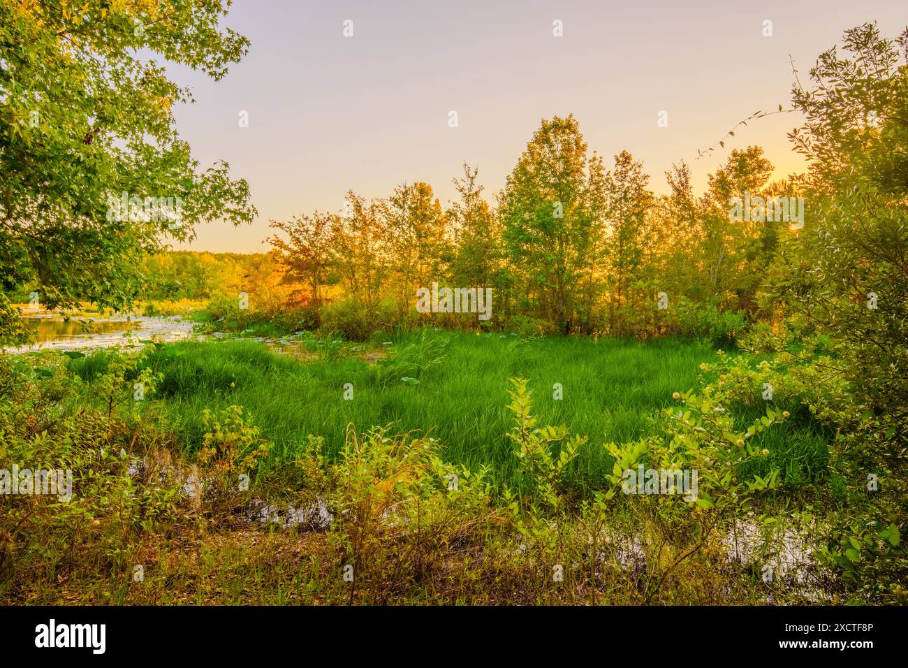 Green nature scene hi-res stock photography and images - Alamy