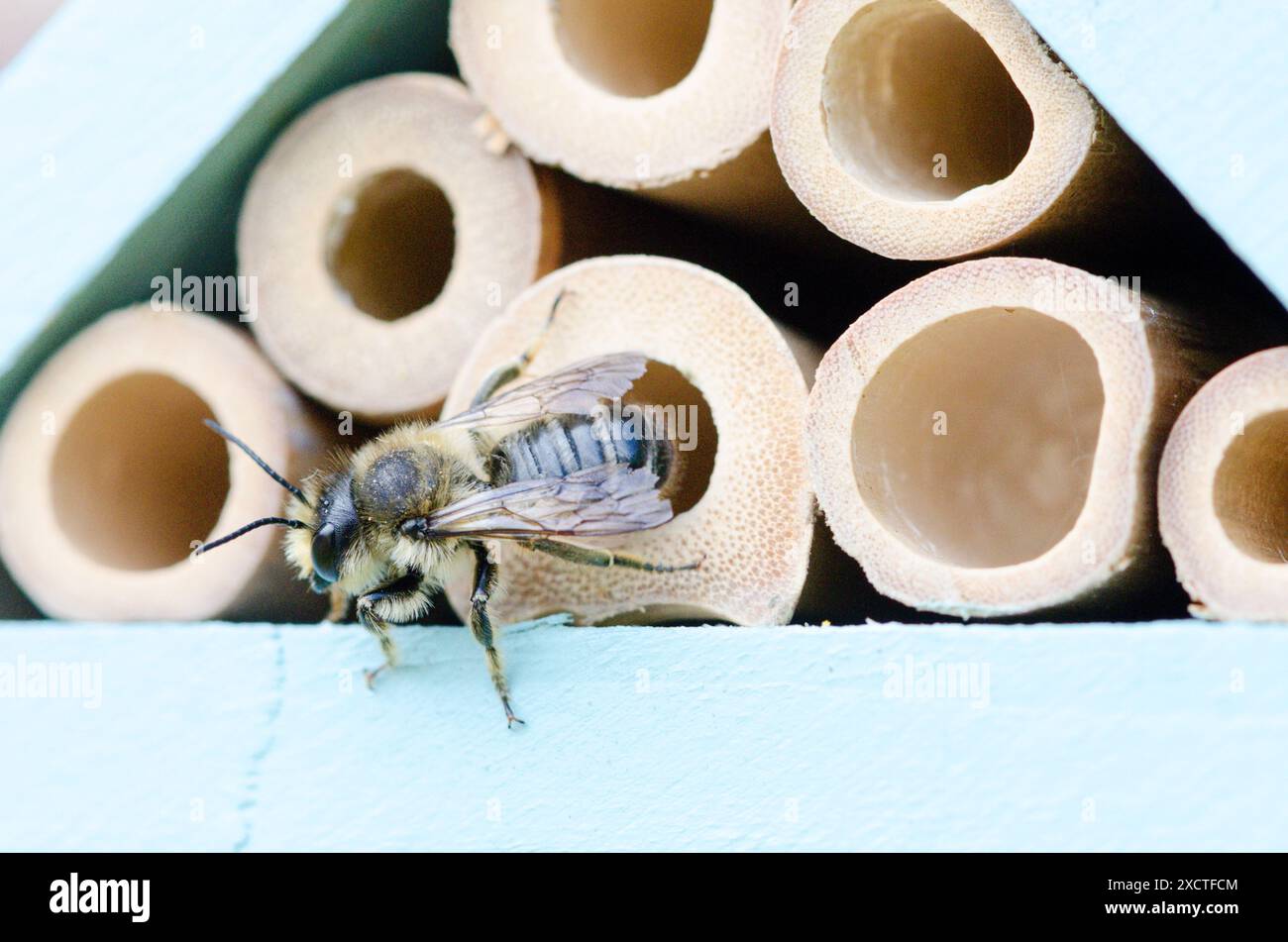 A female solitary bee leaving a bee hotel tube. Solitary bees use leaf ...