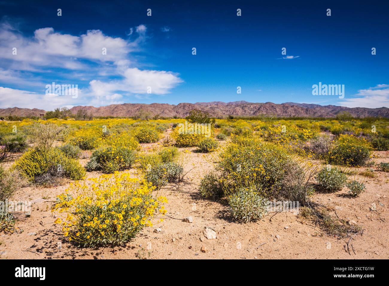 Brittlebush "Encelia farinosa" plants carpet the desert during a Super ...