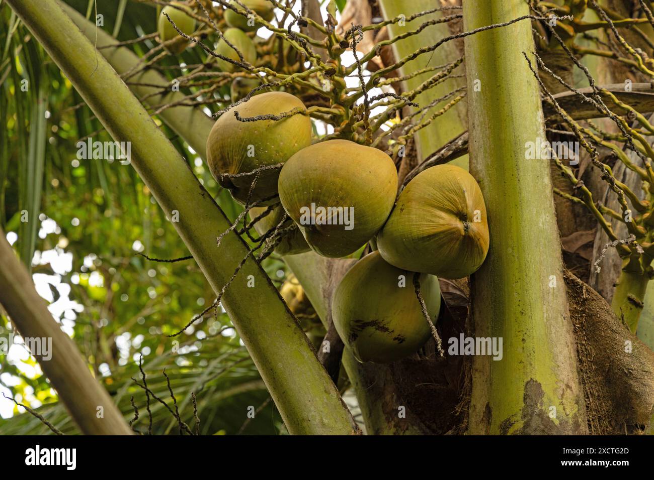 coconuts hanging on a palm tree in Costa Rica Stock Photo - Alamy