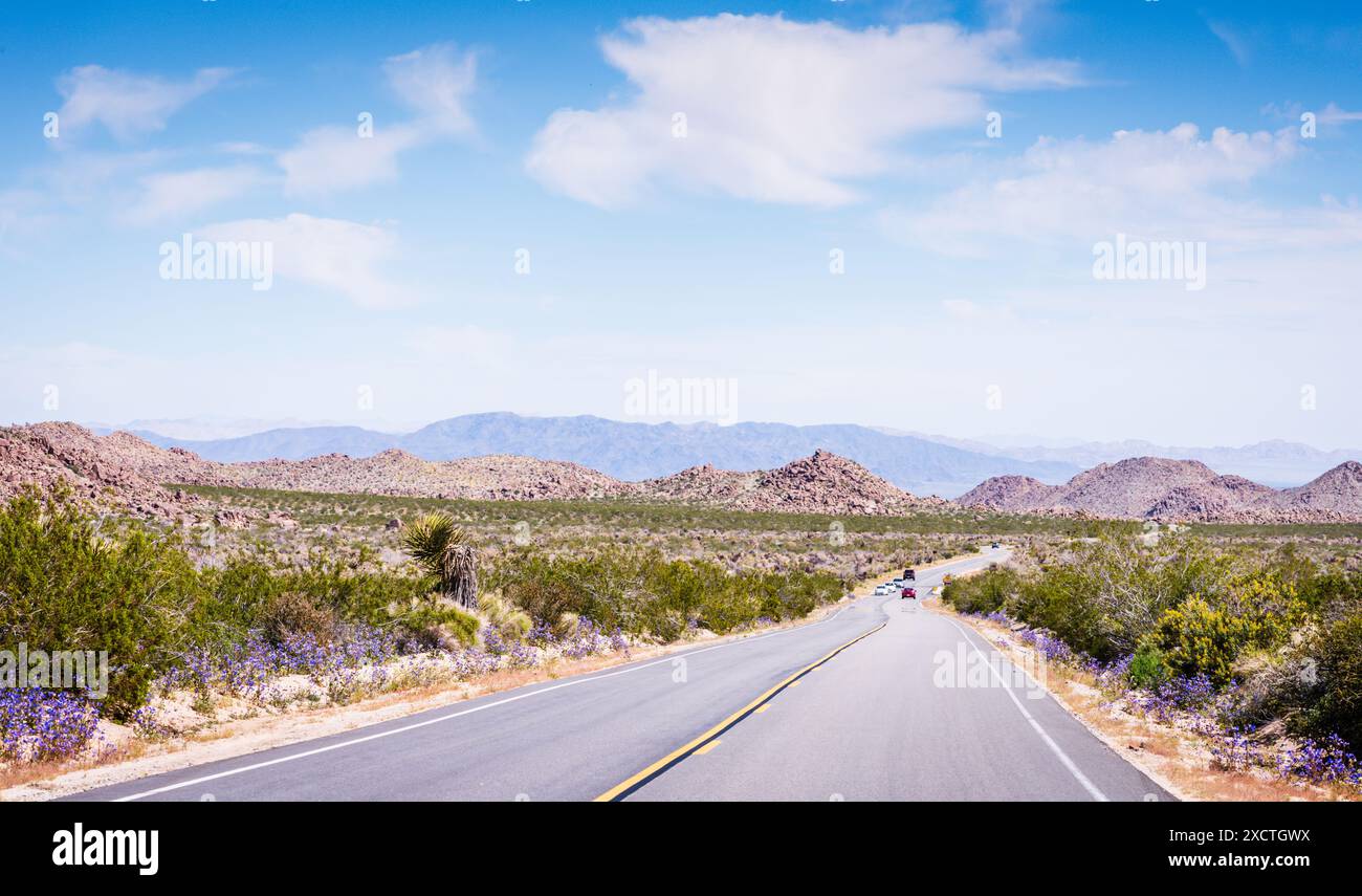 Desert Canterbury Bells (Phacelia campanularia) line the road in Joshua ...