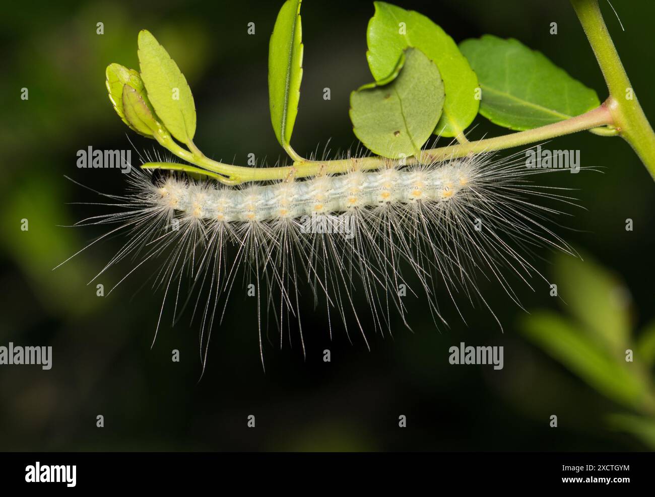 Holly ilex caterpillar hi-res stock photography and images - Alamy