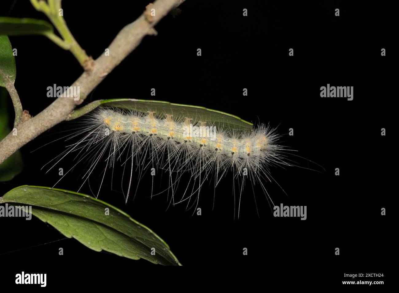 Hyphantria cunea caterpillar hi-res stock photography and images - Alamy