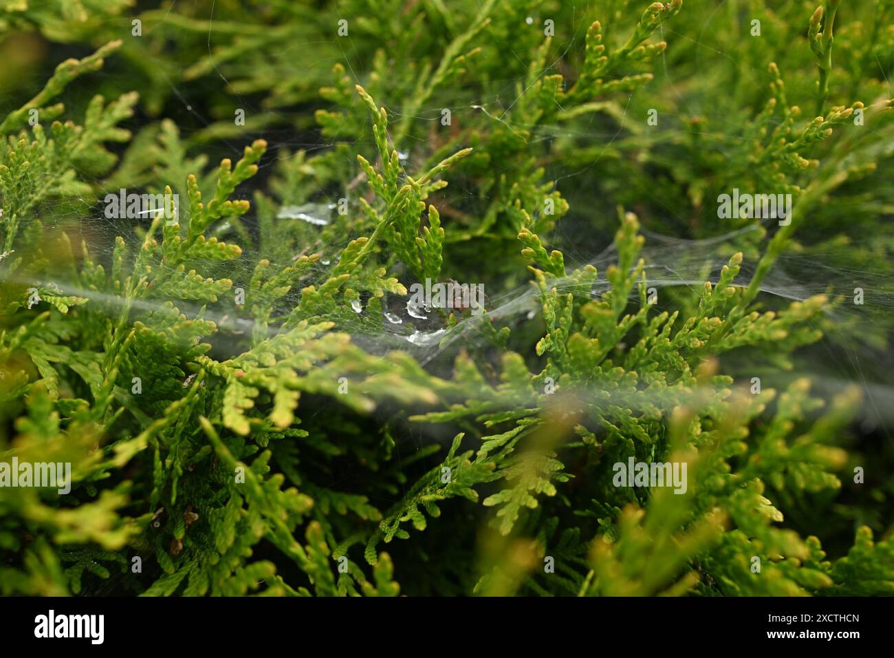 Spiderweb in a bush hi-res stock photography and images - Alamy