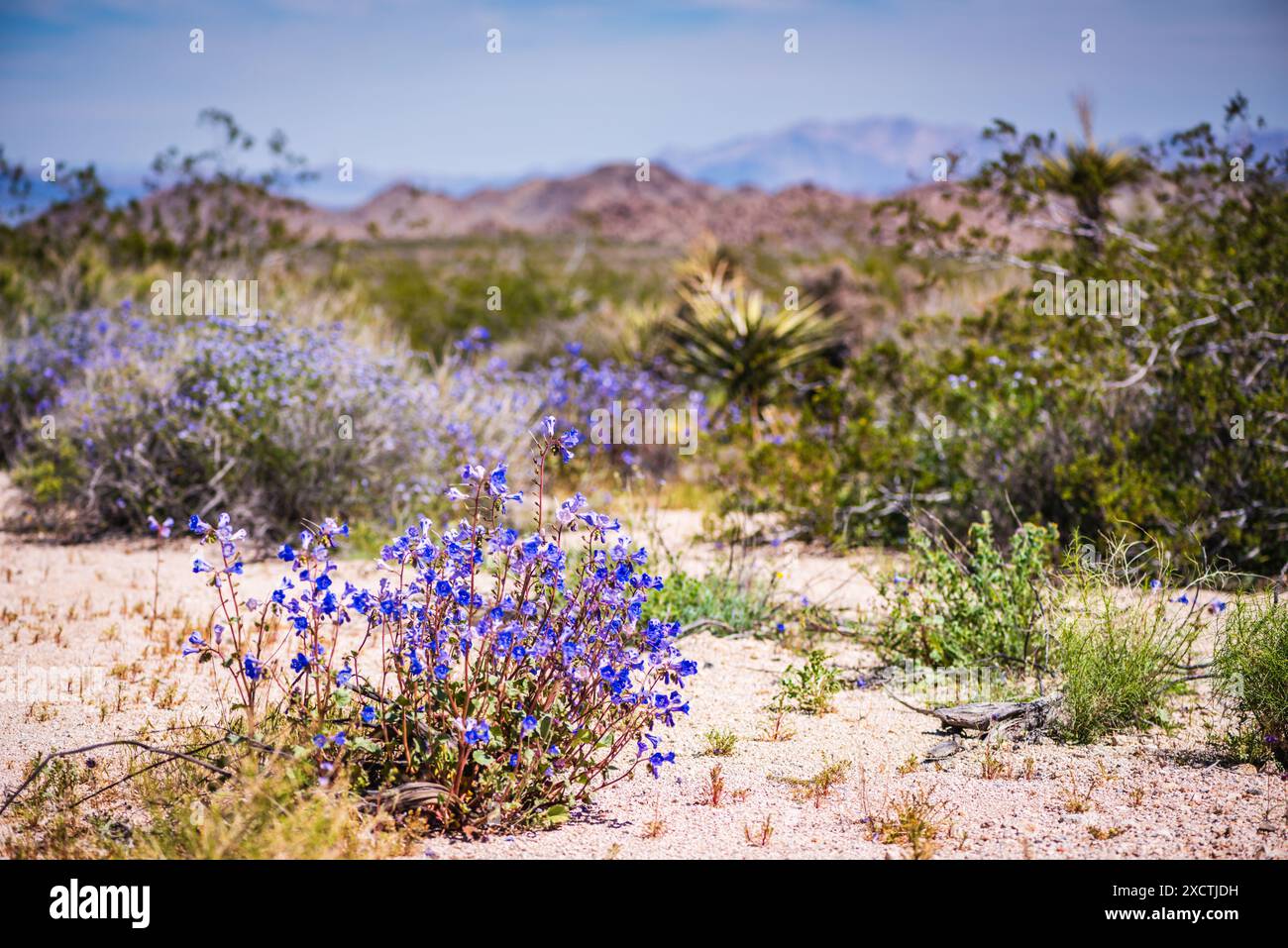 Desert bells phacelia campanularia hi-res stock photography and images ...
