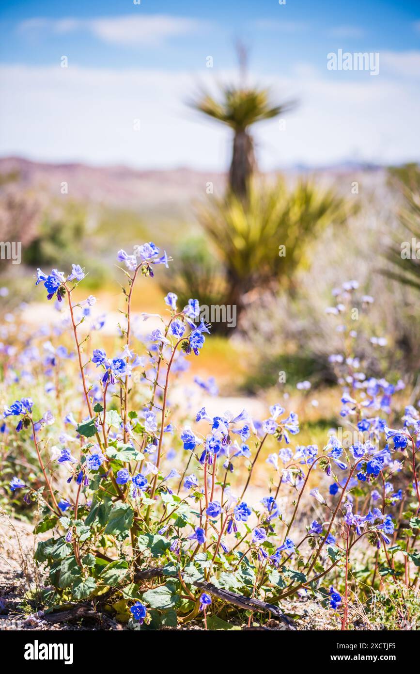 Desert Canterbury Bells (Phacelia campanularia)at Joshua Tree National ...
