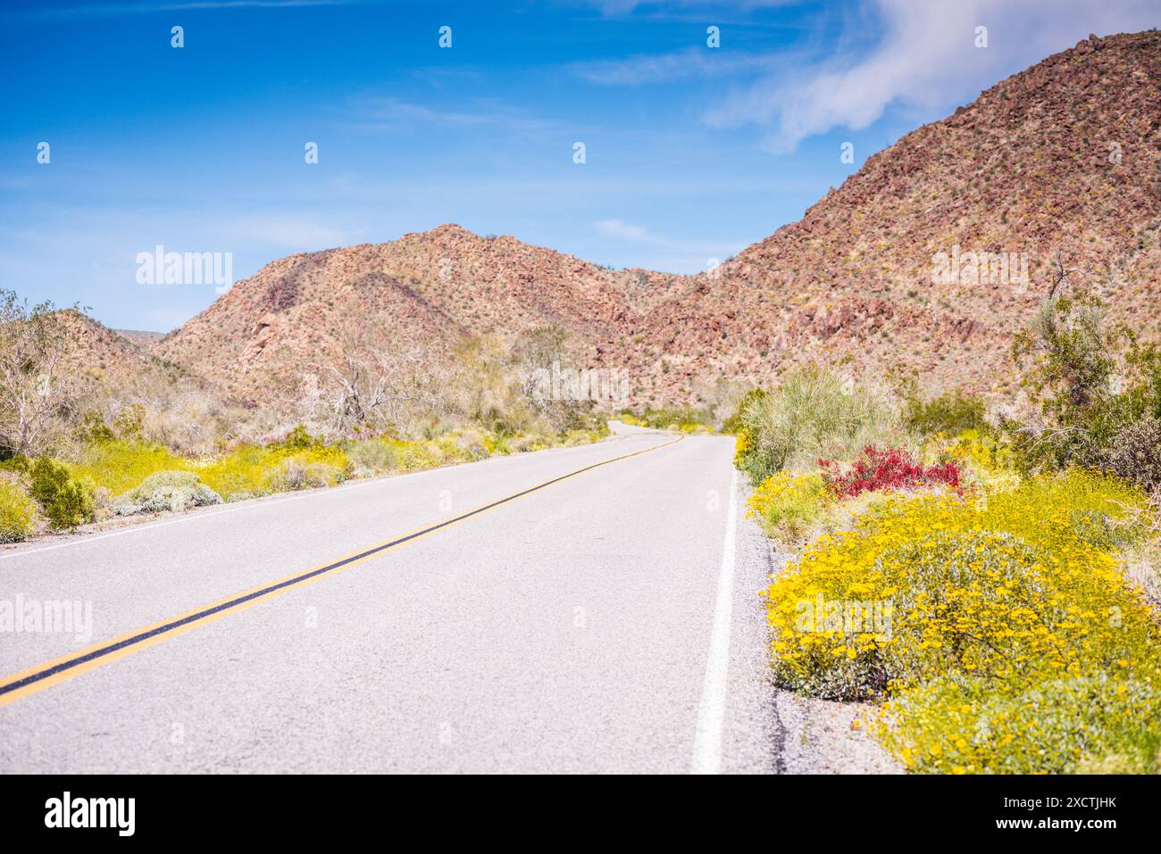 On the road in Joshua Tree National Park when the landscape is colored ...