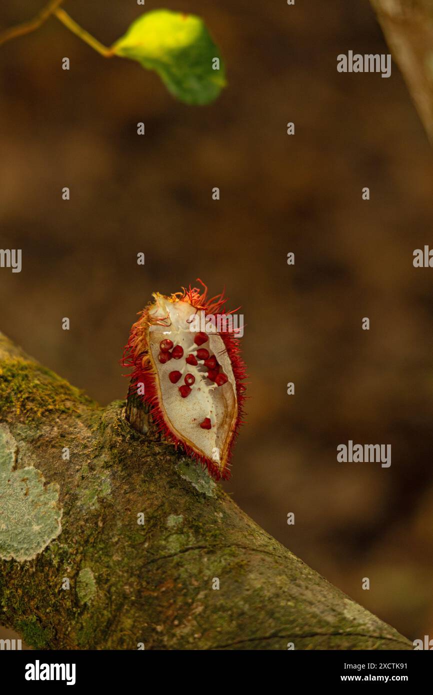 Achiote tree hi-res stock photography and images - Alamy