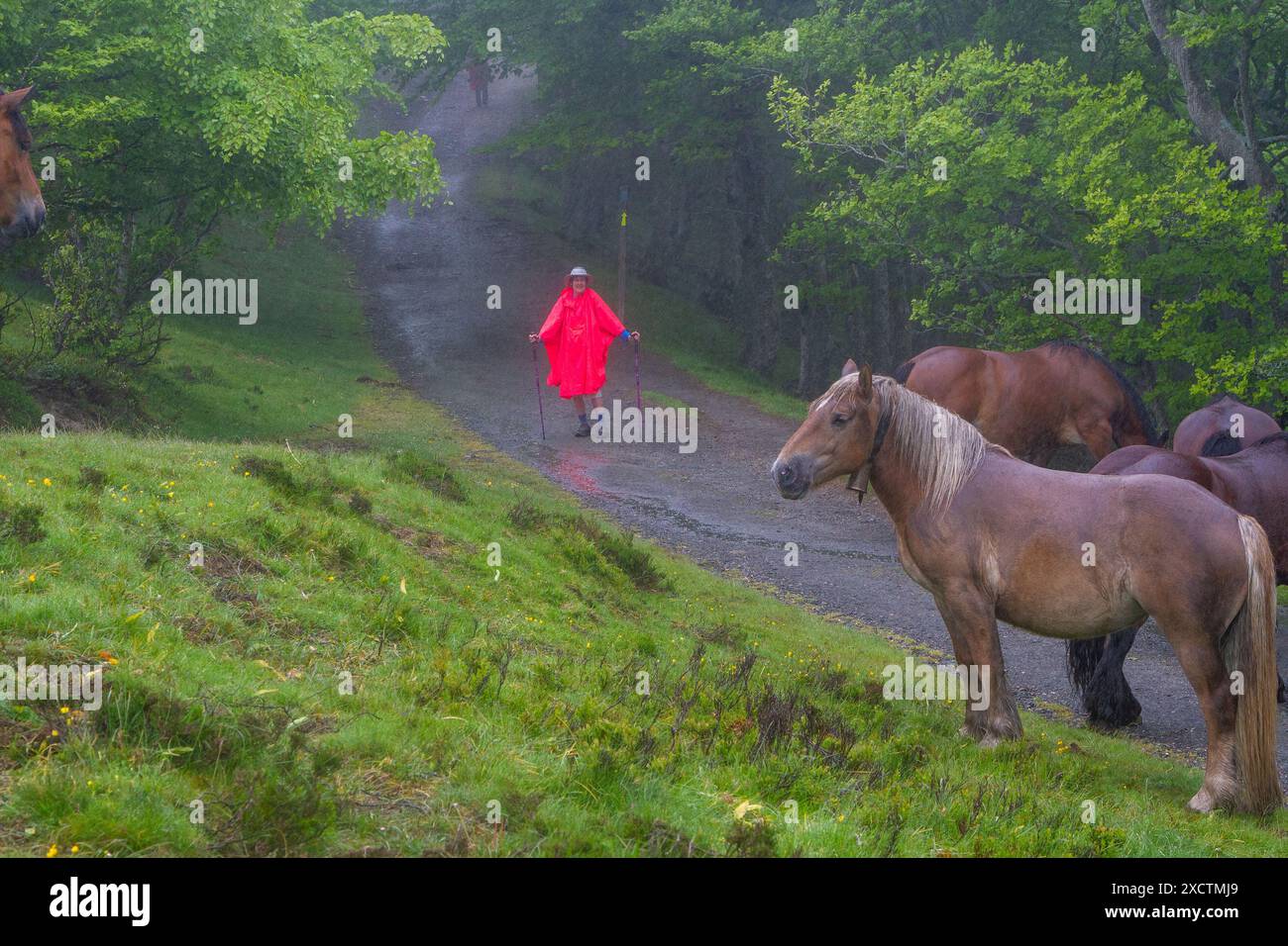 Pilgrim walking over the Pyrenees in wet and foggy weather wearing a ...