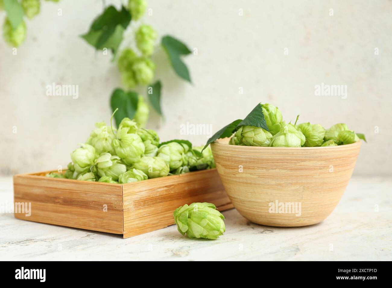 Wooden box and bowl with fresh green hops on white background Stock ...