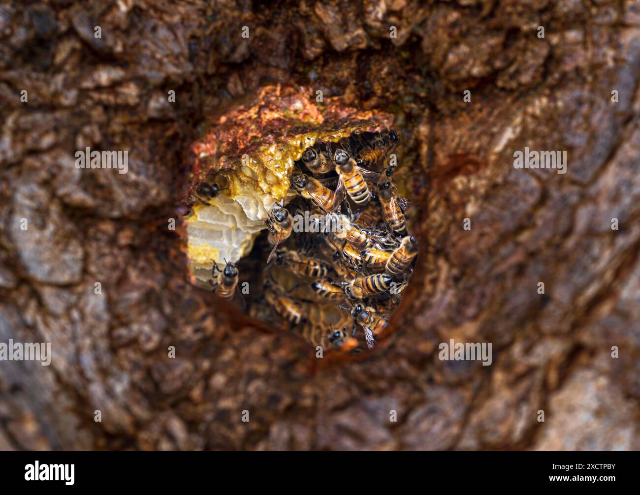 Bee hive tree hi-res stock photography and images - Alamy
