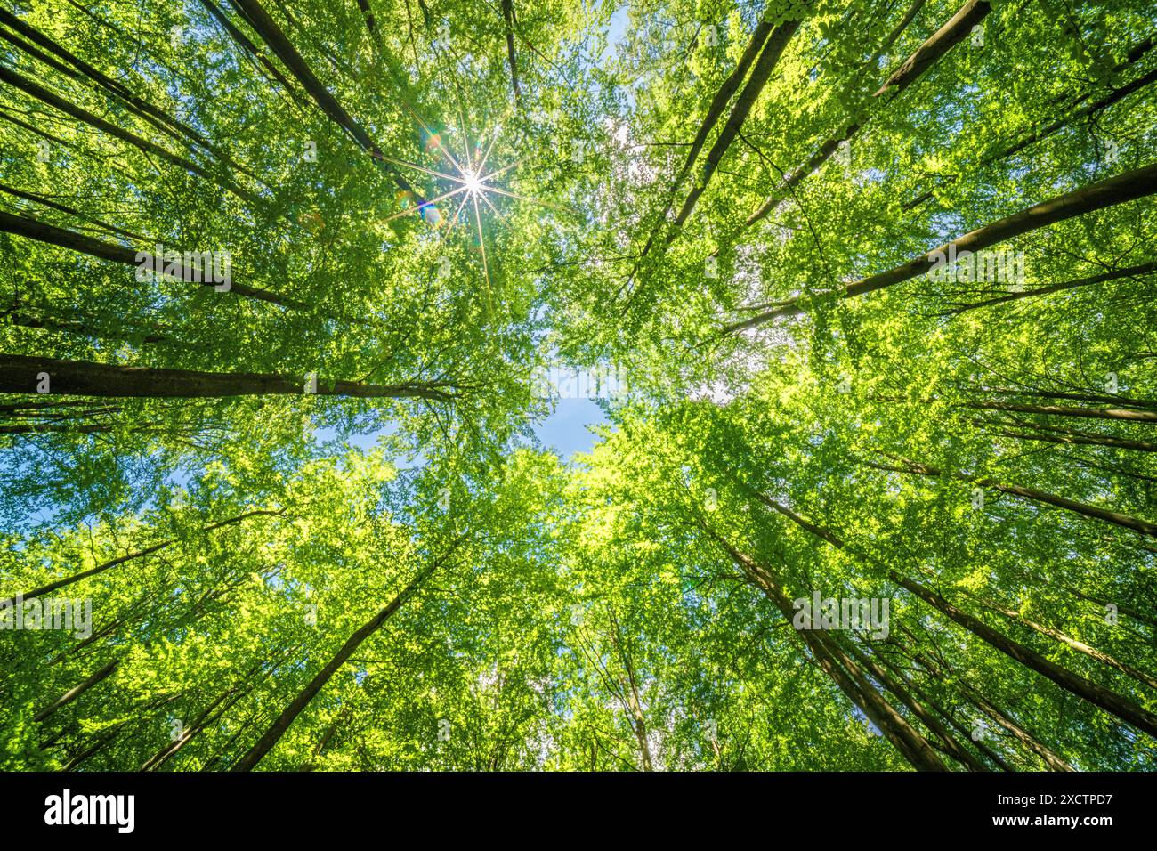 Upward view of a dense forest canopy with sunlight shining through ...