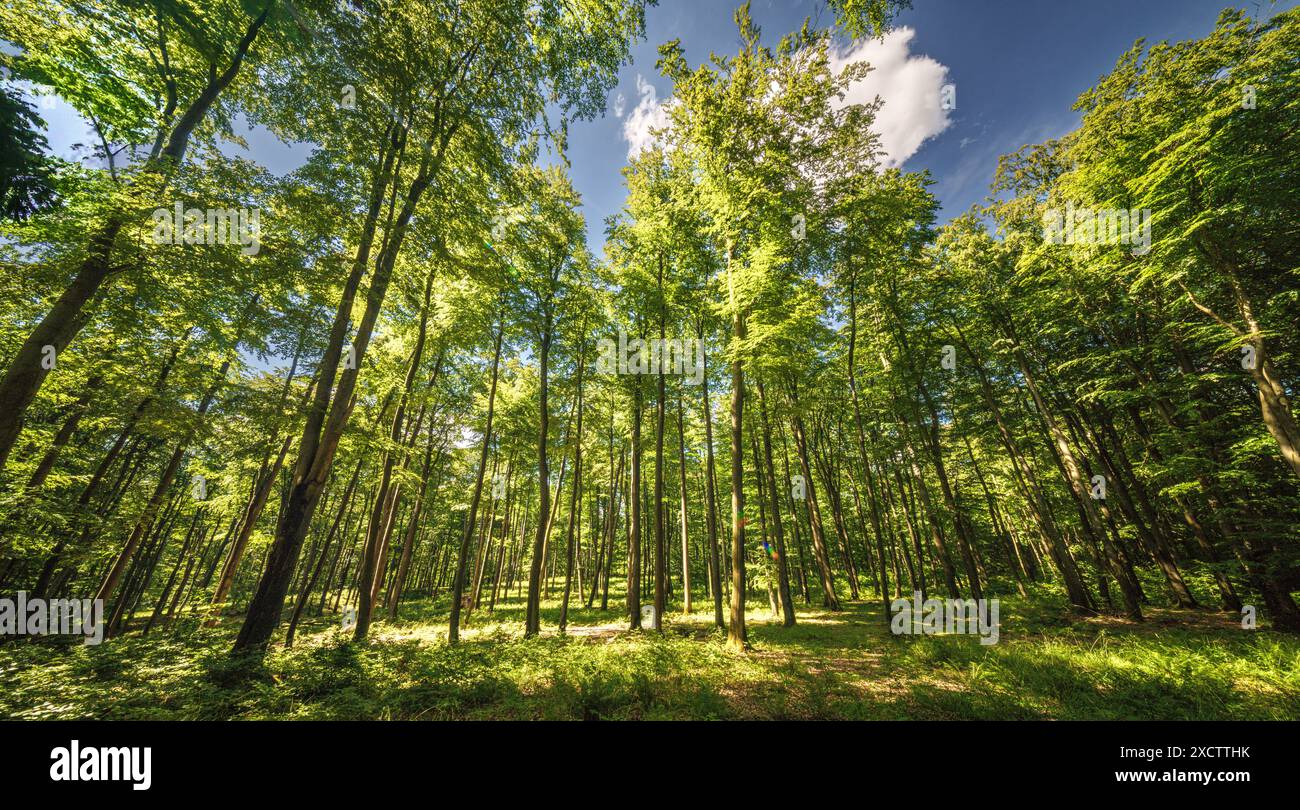 Peaceful forest glade brightened by sunlight with tall trees, green foliage, and a vibrant blue ...