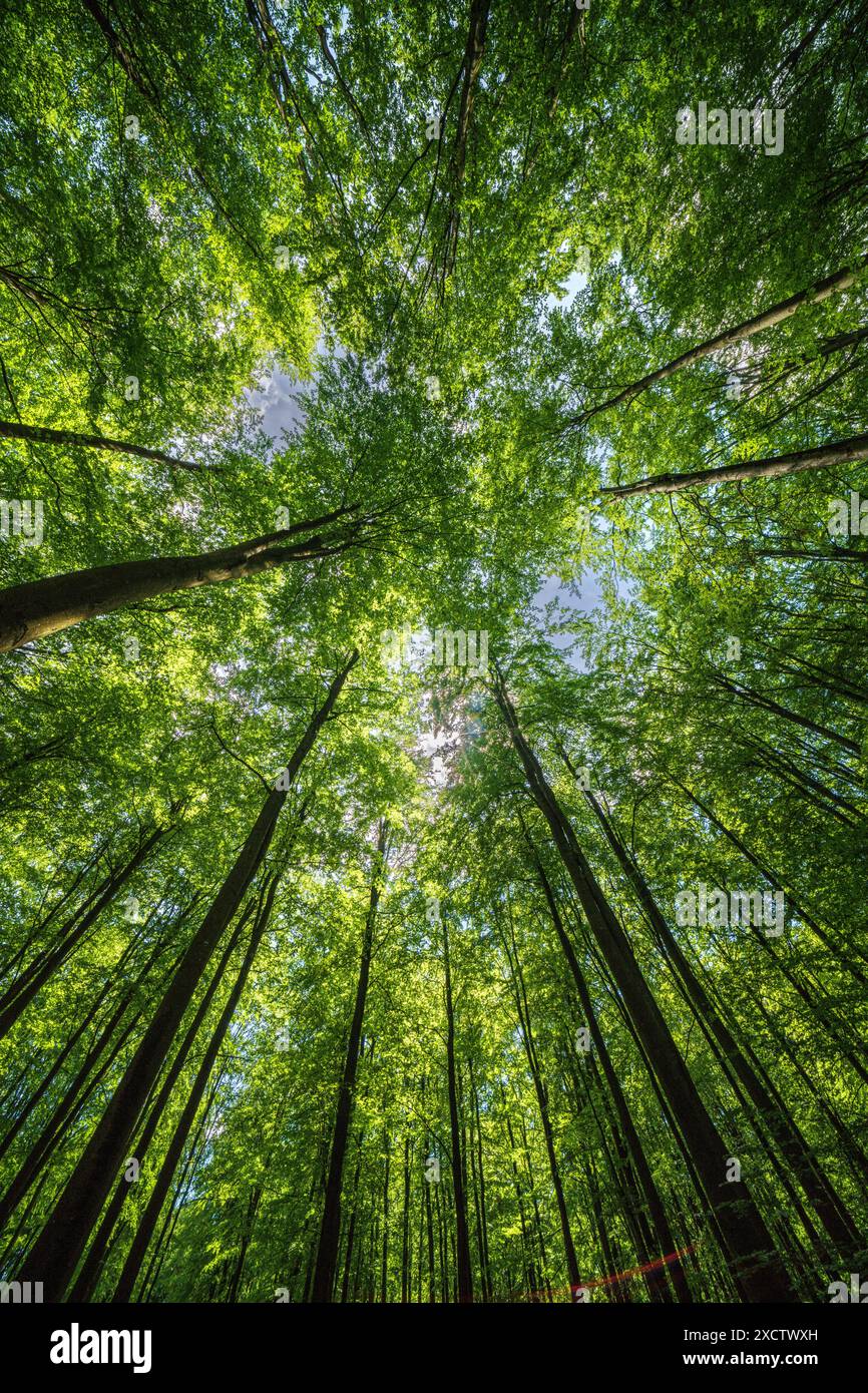 Beautiful sunlit forest with tall trees and dense green foliage ...