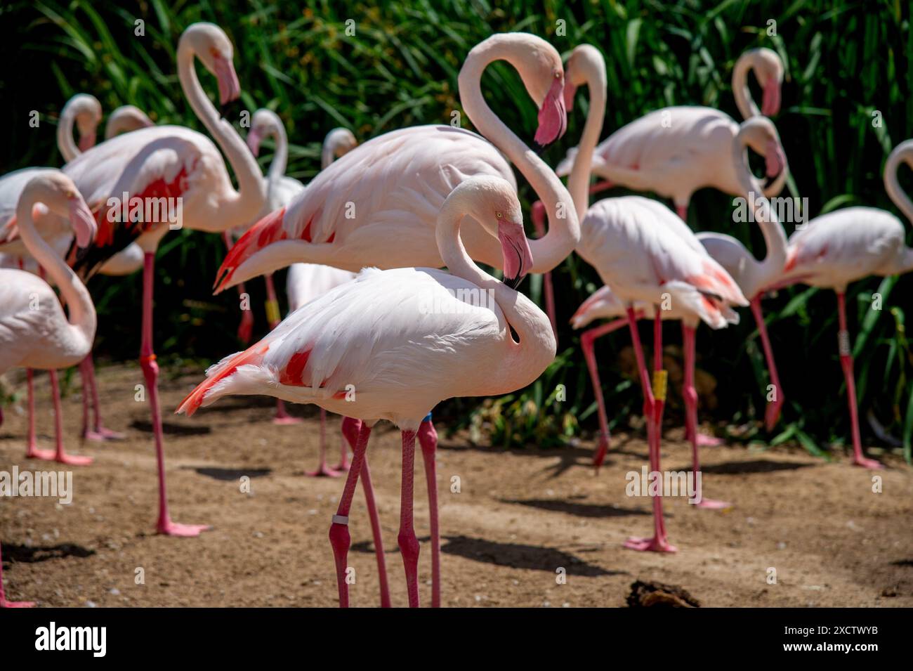 Very beautiful pink flamingo birds walking quietly through the grass ...