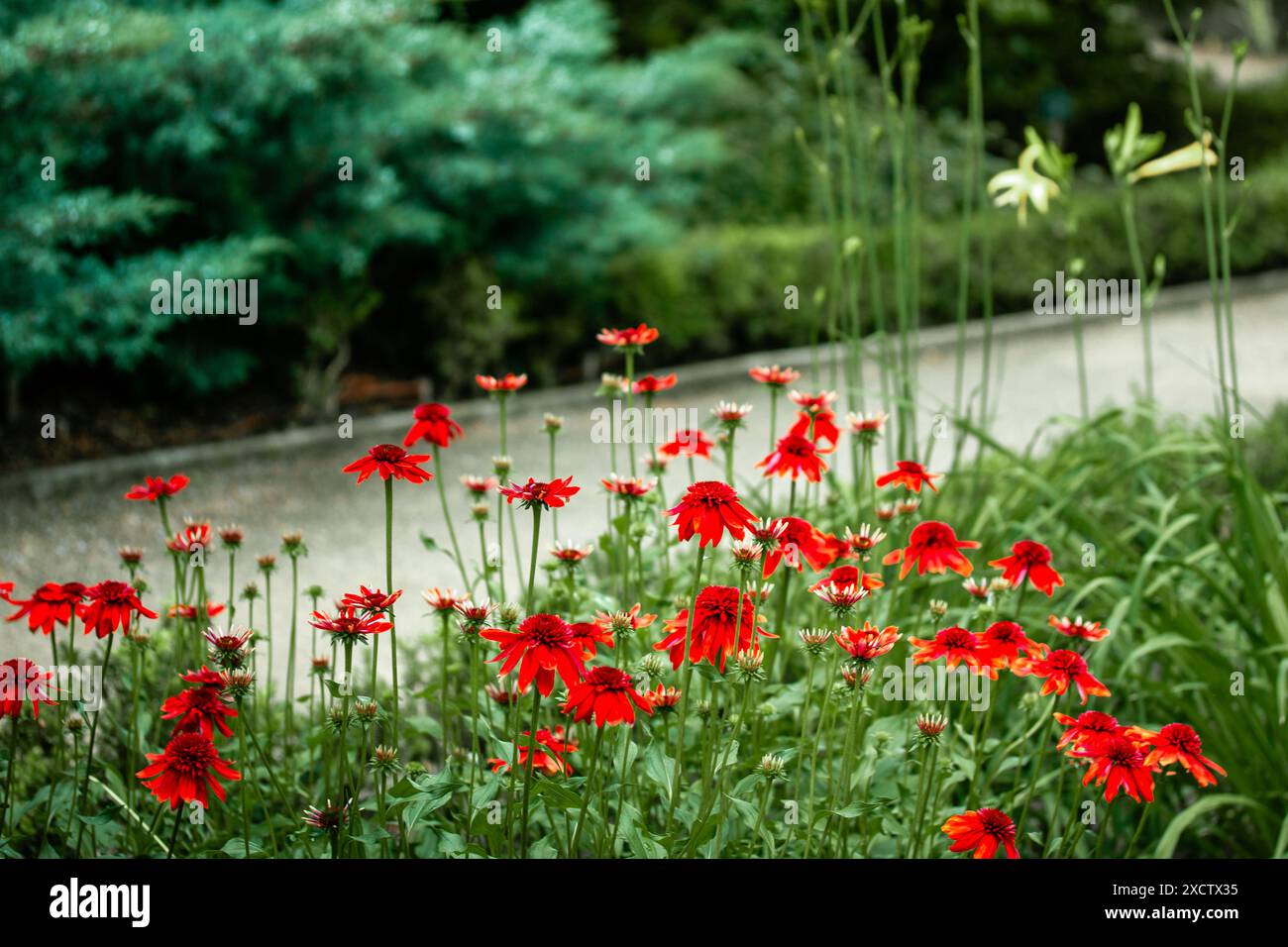 Echinacea purpurea Eccentric red bright flower buds among green leaves ...