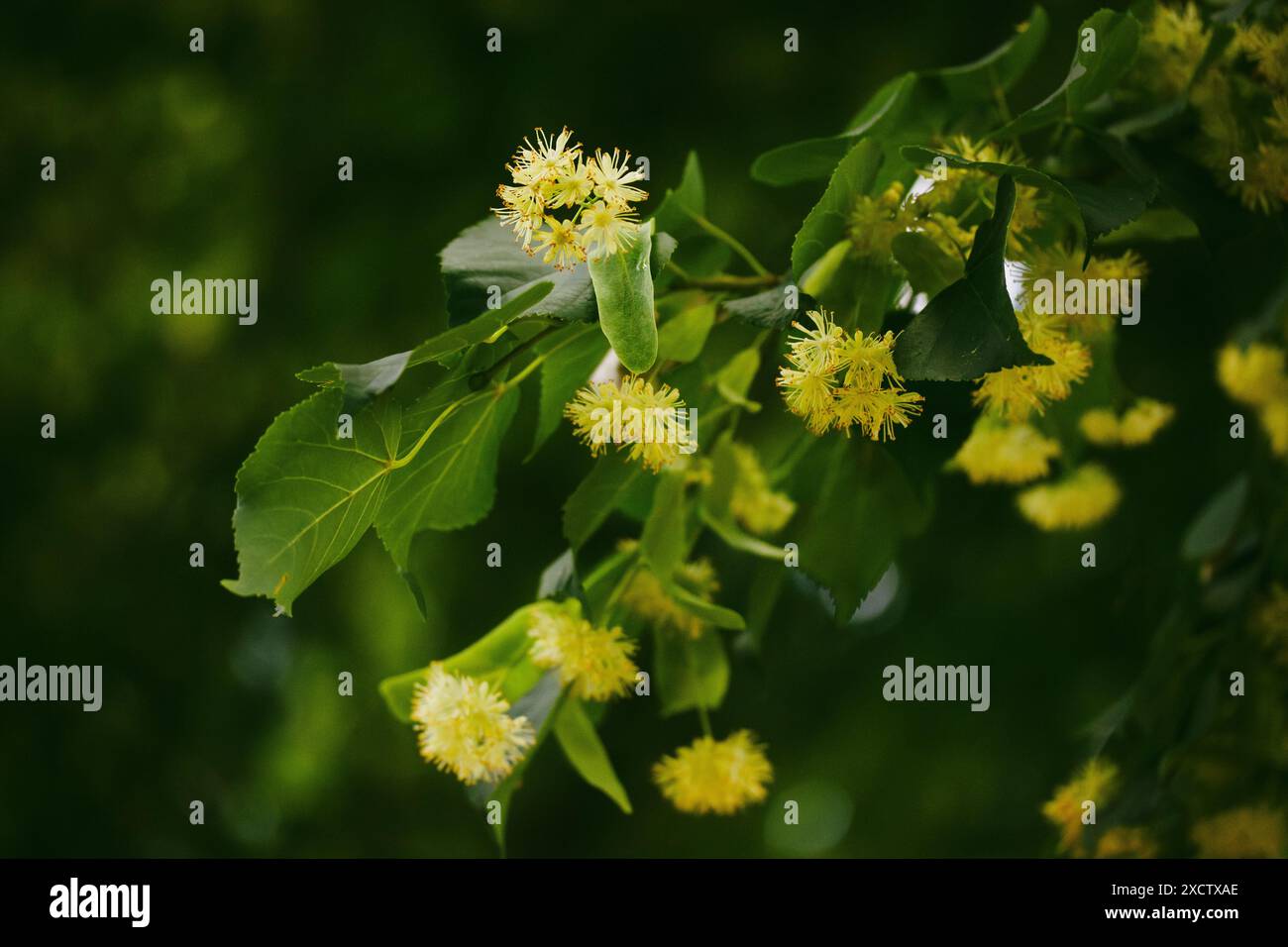 A branch of a linden tree with yellow small flowers with honey ...