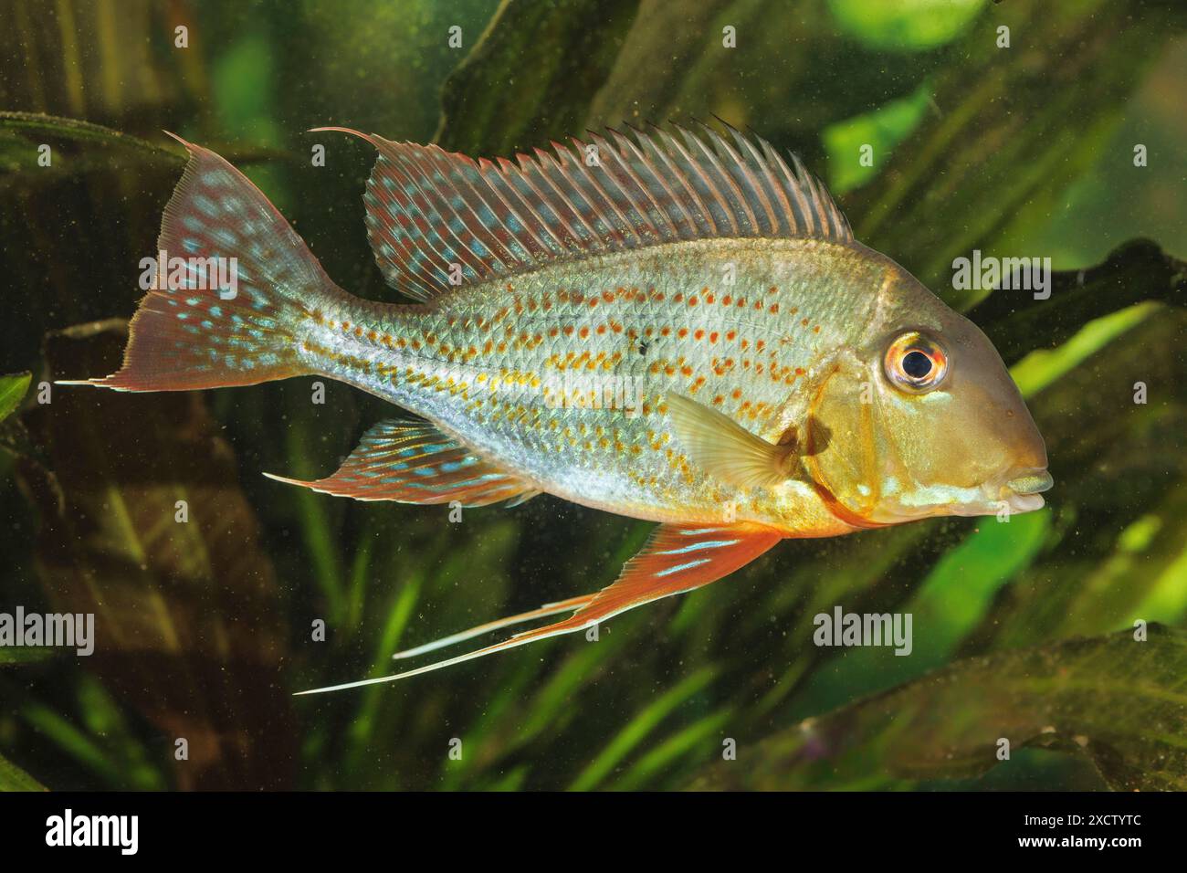 Surinam pearl cichlid, Surinam Geophagus (Geophagus surinamensis ...