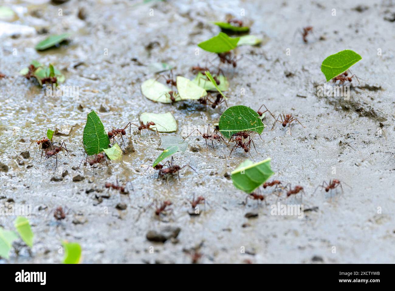 leafcutting ant (Atta cephalotes), ants carry pieces of leaves, Costa ...