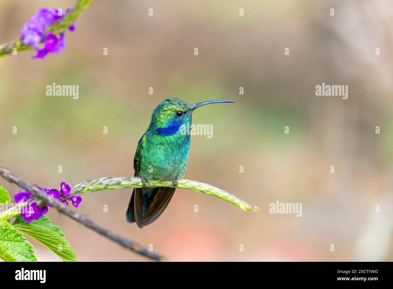 lesser violetear, mountain violet-ear (Colibri cyanotus), sits on front ...