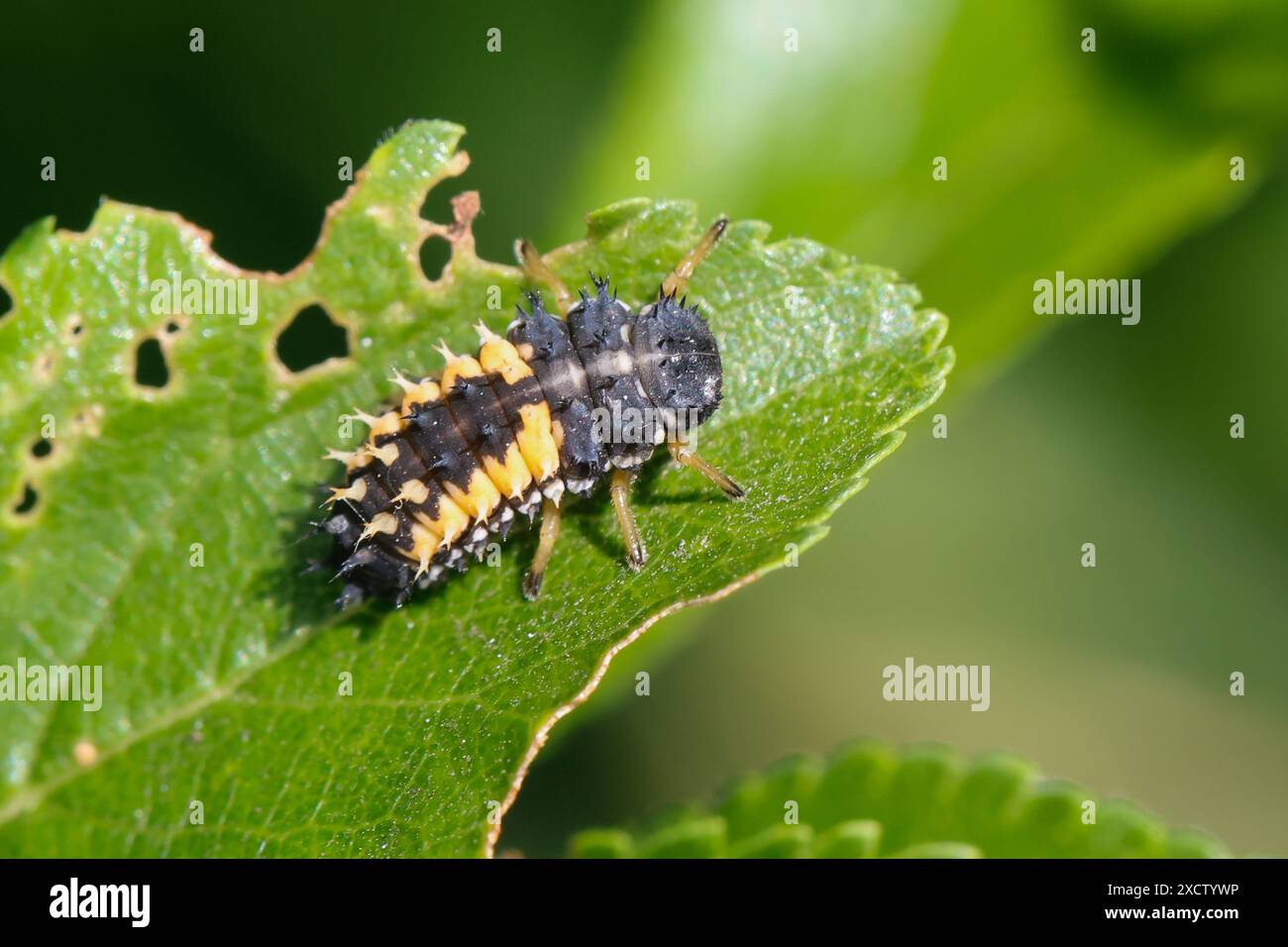Multicoloured Asian beetle, harlequin, Asian Asian lady beetle ...