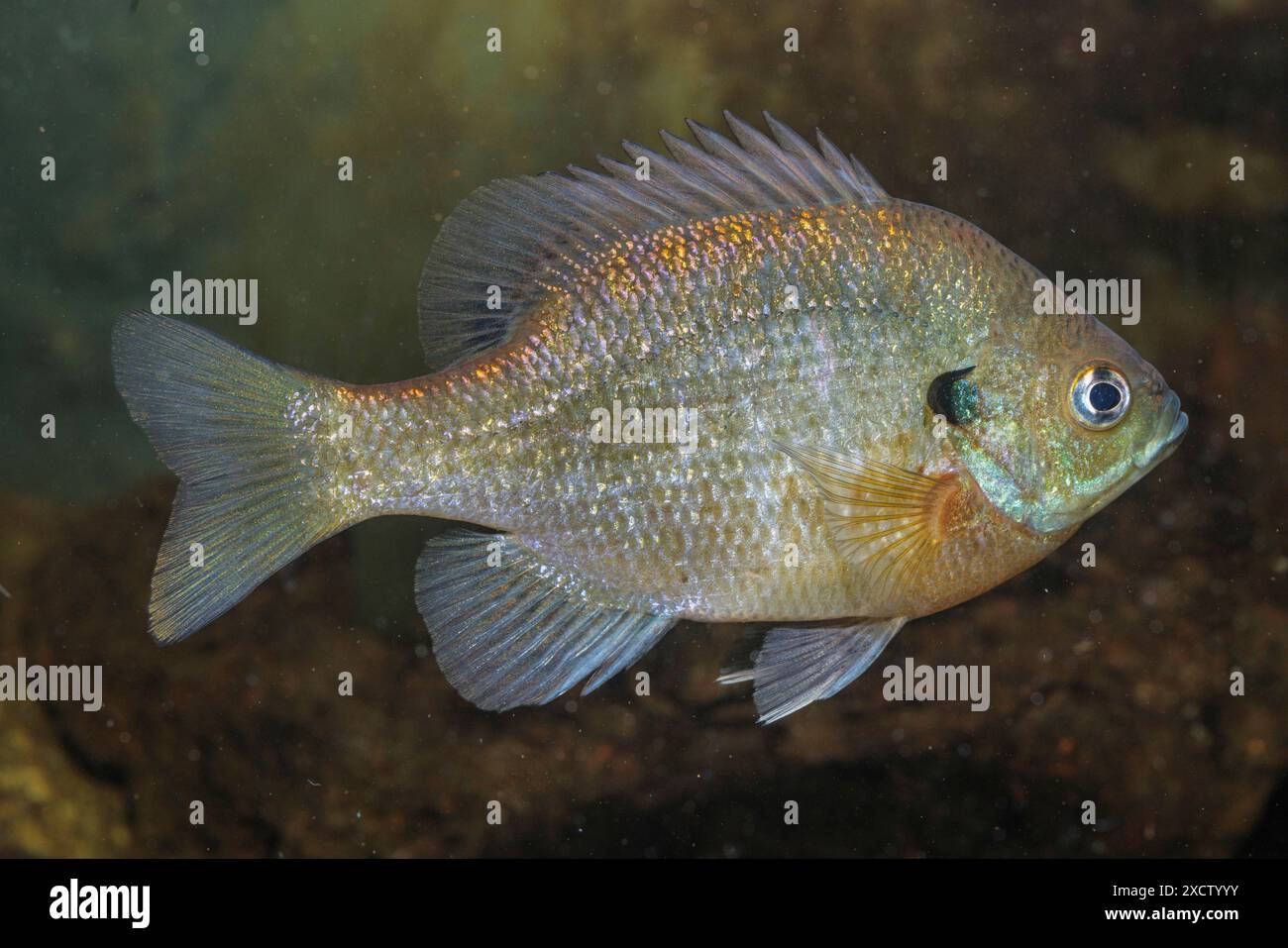 bluegill (Lepomis macrochirus), swimming male, side view Stock Photo ...