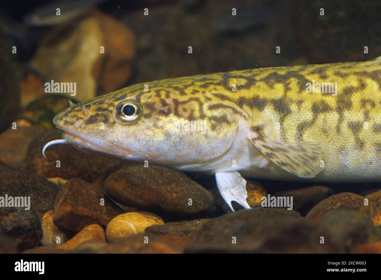 burbot, bubbot, mariah, oche, cusk, freshwater cod, freshwater ling ...
