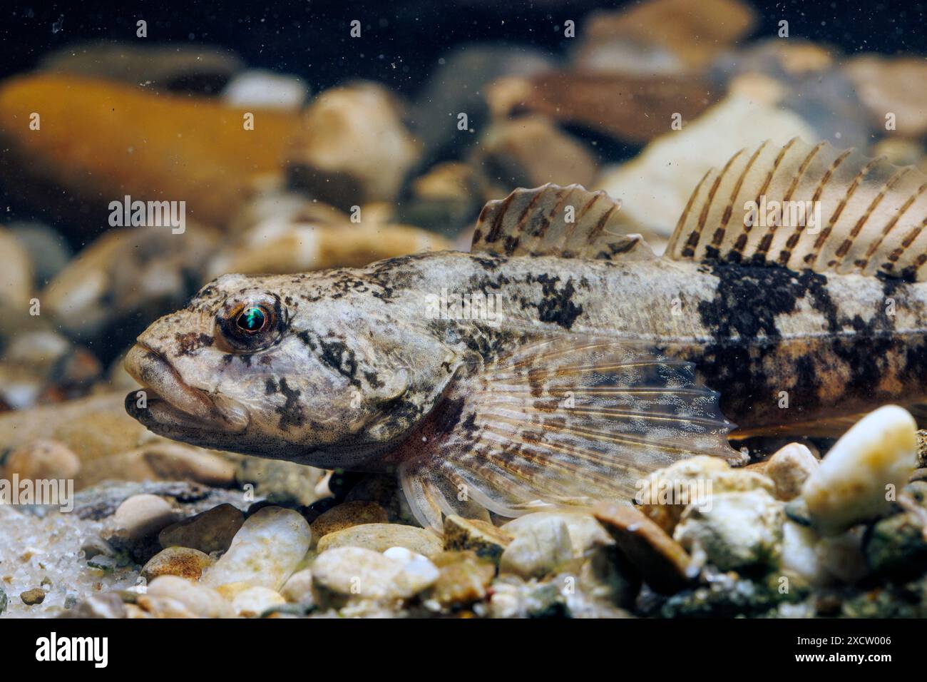 Freshwater sculpin hi-res stock photography and images - Alamy