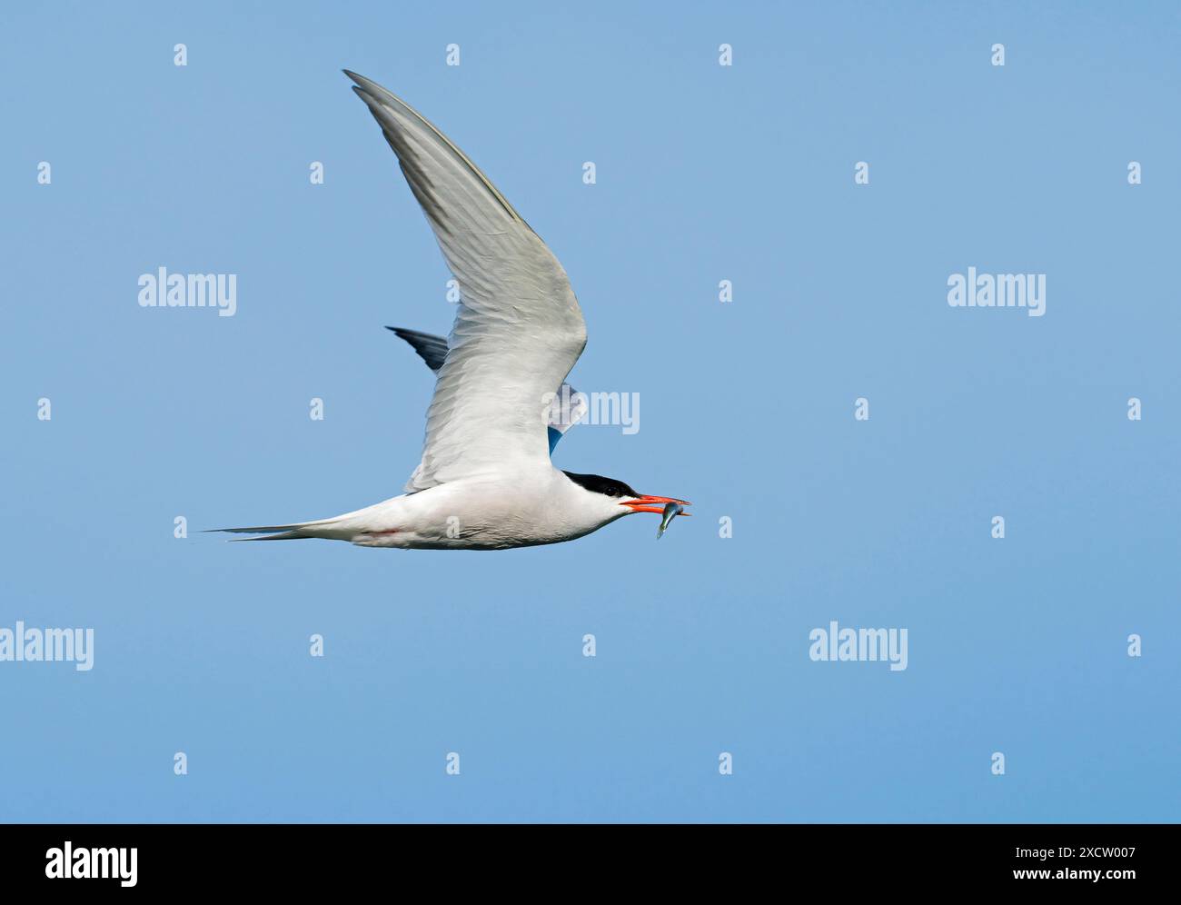 Siberian Common Tern (Sterna hirundo longipennis, Sterna longipennis ...