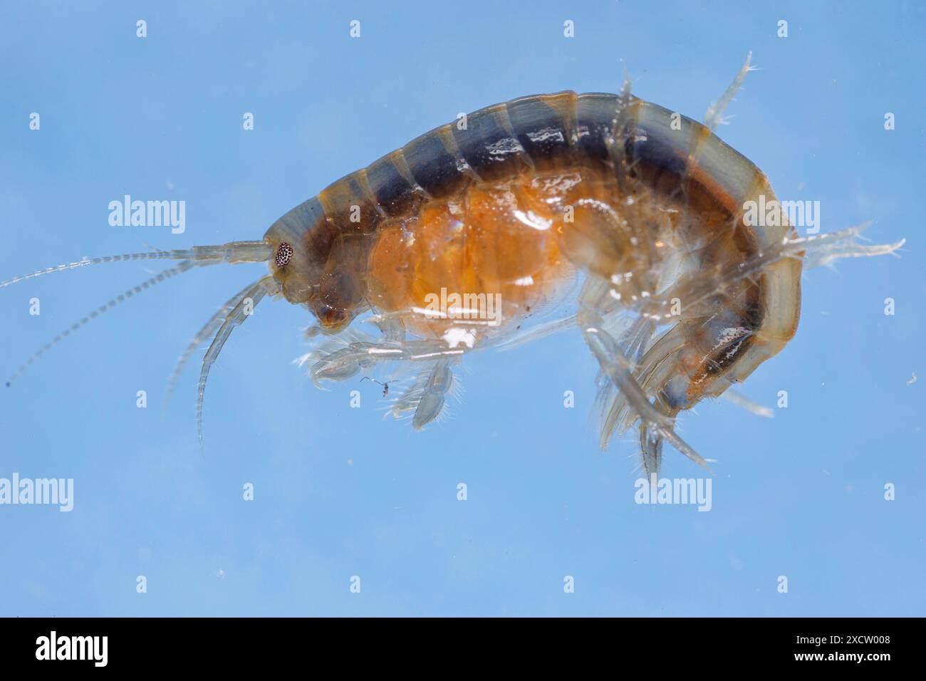 Mountain riverine amphipods hi-res stock photography and images - Alamy