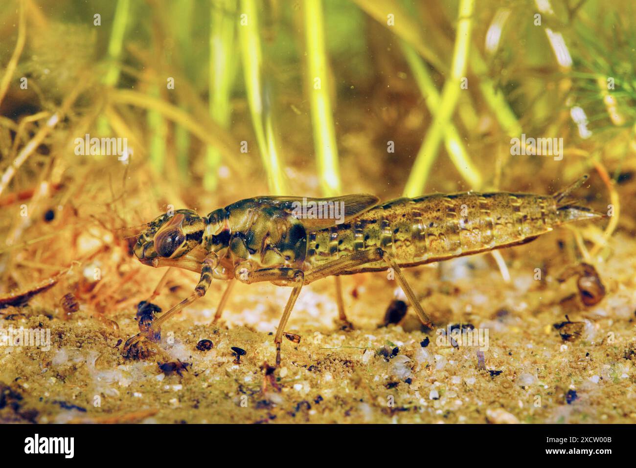blue-green darner, southern aeshna, southern hawker (Aeshna cyanea ...