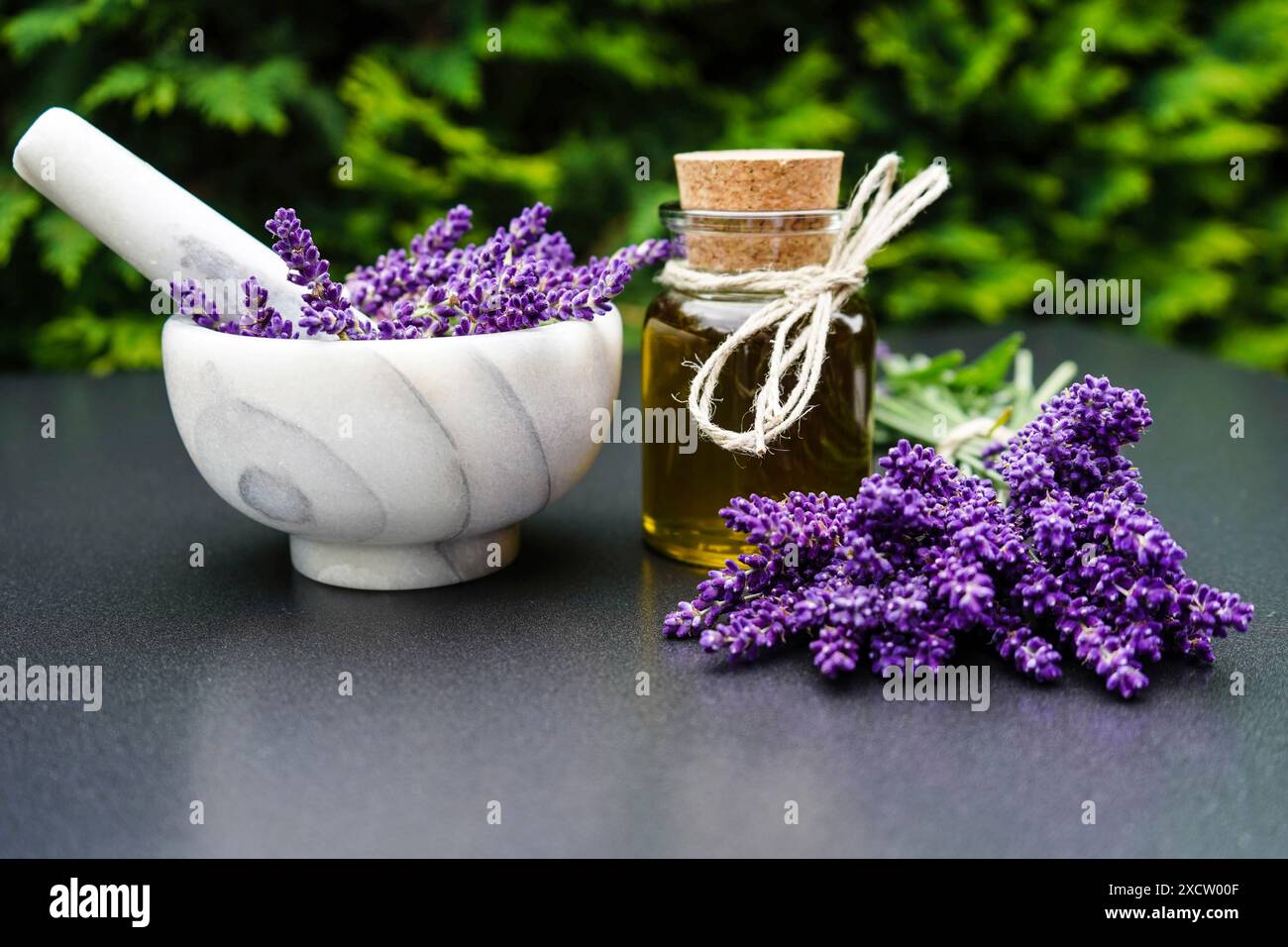 English lavender (Lavandula angustifolia, Lavandula officinalis), freshly collected lavender ...