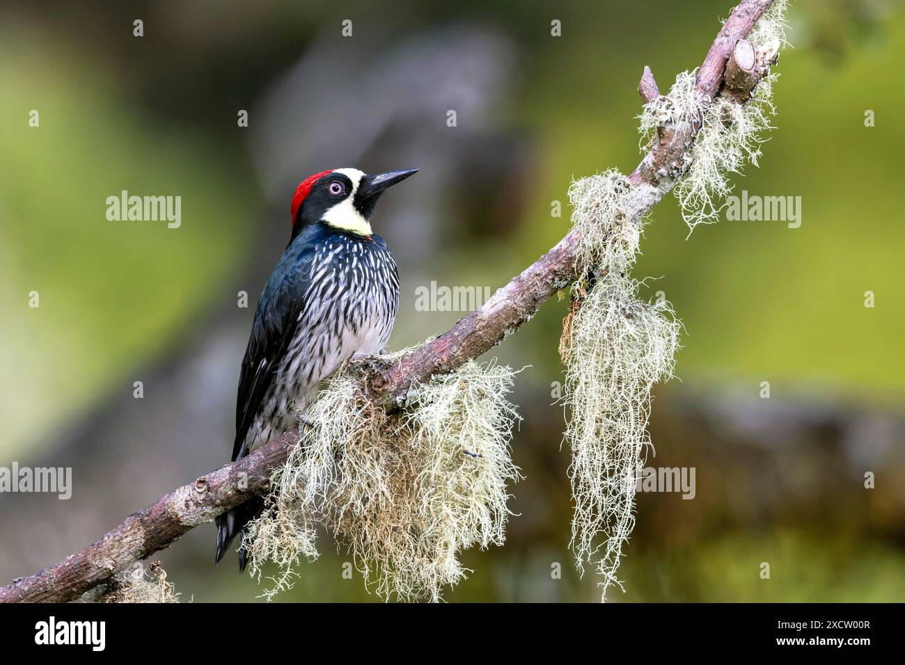 Acorn woodpecker (Melanerpes formicivorus), male sitting on a branch in ...