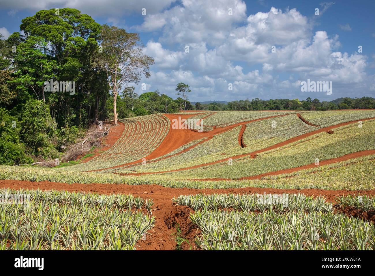 pineapple (Ananas comosus, Ananas sativus), Plantation surrounded by ...
