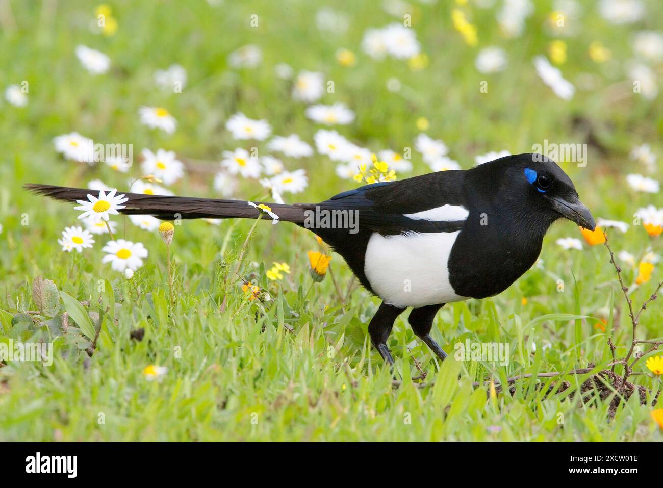 Maghreb Magpie (Pica pica mauritanica, Pica mauritanica), foraging in a ...