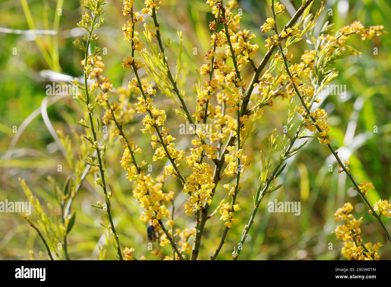 Osyris alba hi-res stock photography and images - Alamy