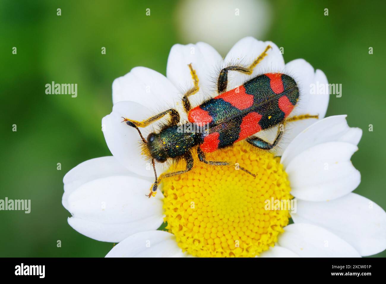 Checkered beetle (Trichodes favarius), male on composite, Albania Stock ...