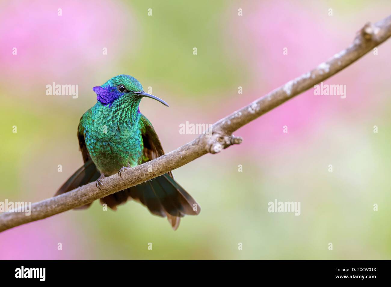 lesser violetear, mountain violet-ear (Colibri cyanotus), sits on a ...