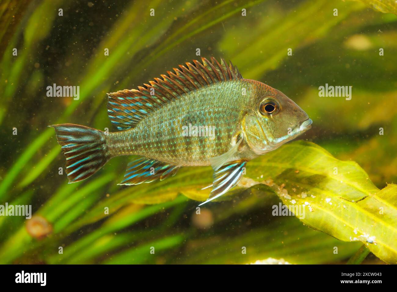 Red head Tapajos (Geophagus sp. Rio Tapajos Red head), swimming female ...