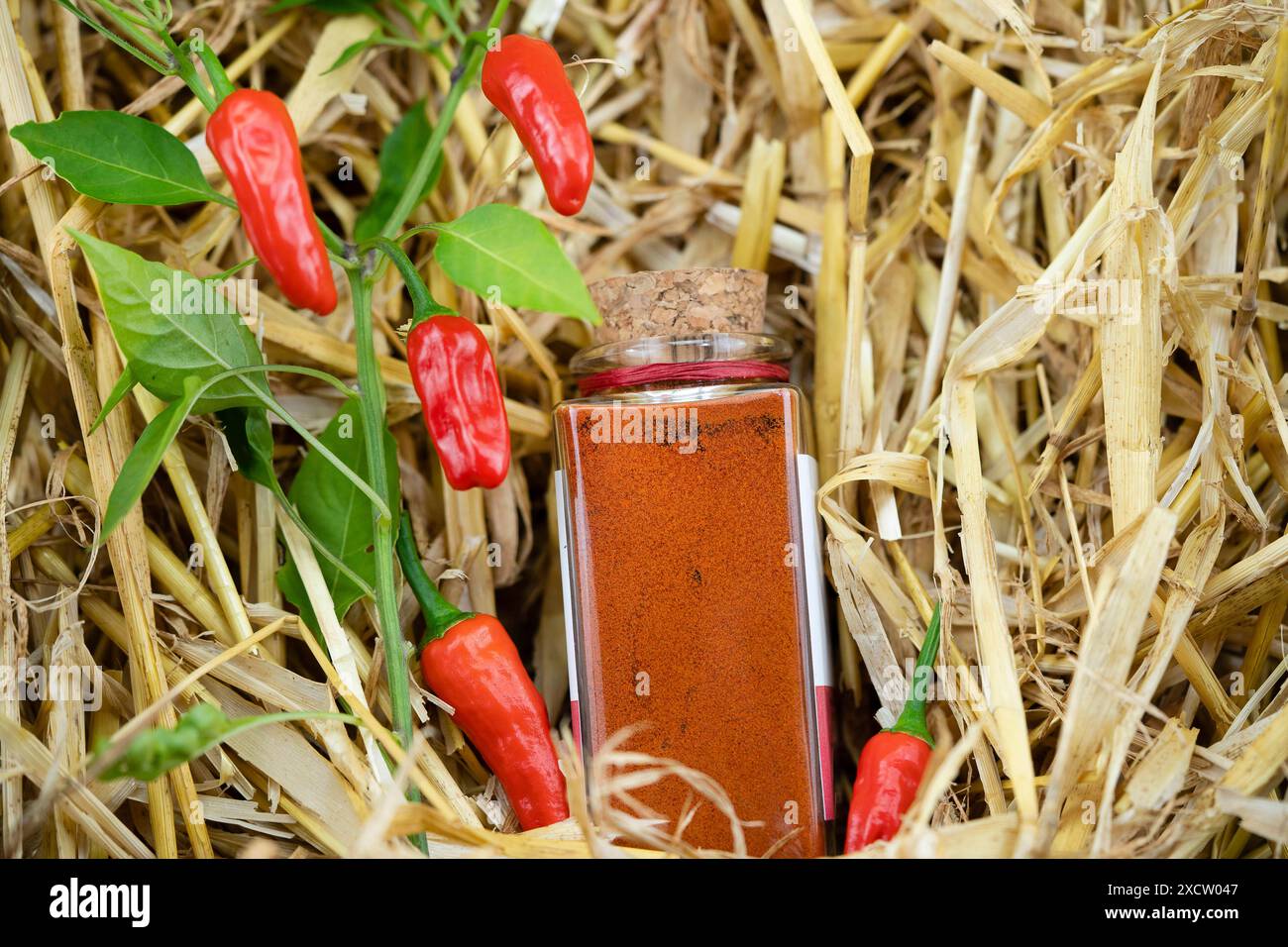 Chili (Capsicum frutescens), chillies and cayenne pepper in straw Stock ...