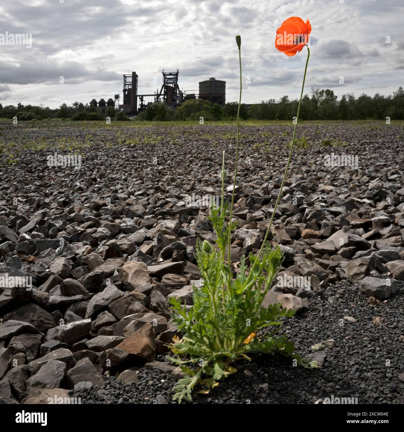 long-headed poppy, field poppy (Papaver dubium), blooming poppies on ...