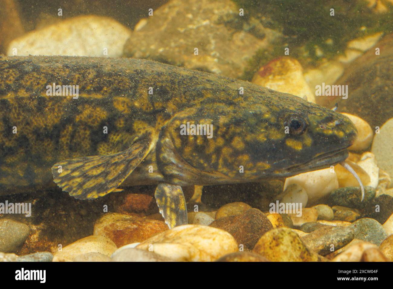 burbot, bubbot, mariah, oche, cusk, freshwater cod, freshwater ling ...