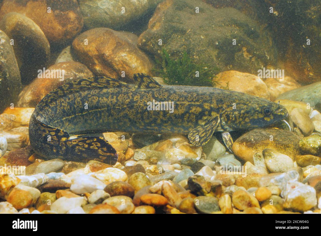 burbot, bubbot, mariah, oche, cusk, freshwater cod, freshwater ling ...