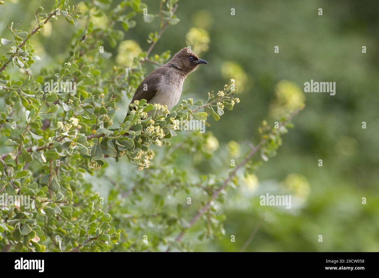 garden bulbul, Common bulbul (Pycnonotus barbatus), singing in a shrub ...