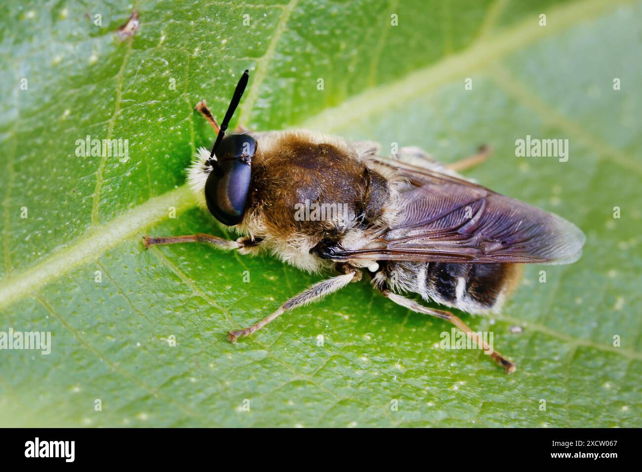Stratiomys longicornis hi-res stock photography and images - Alamy