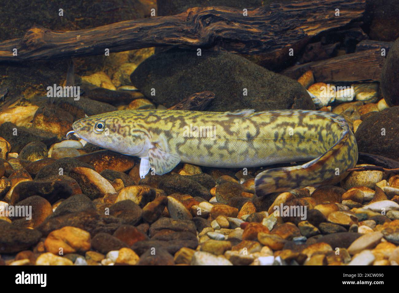 Lingcod fish hi-res stock photography and images - Alamy