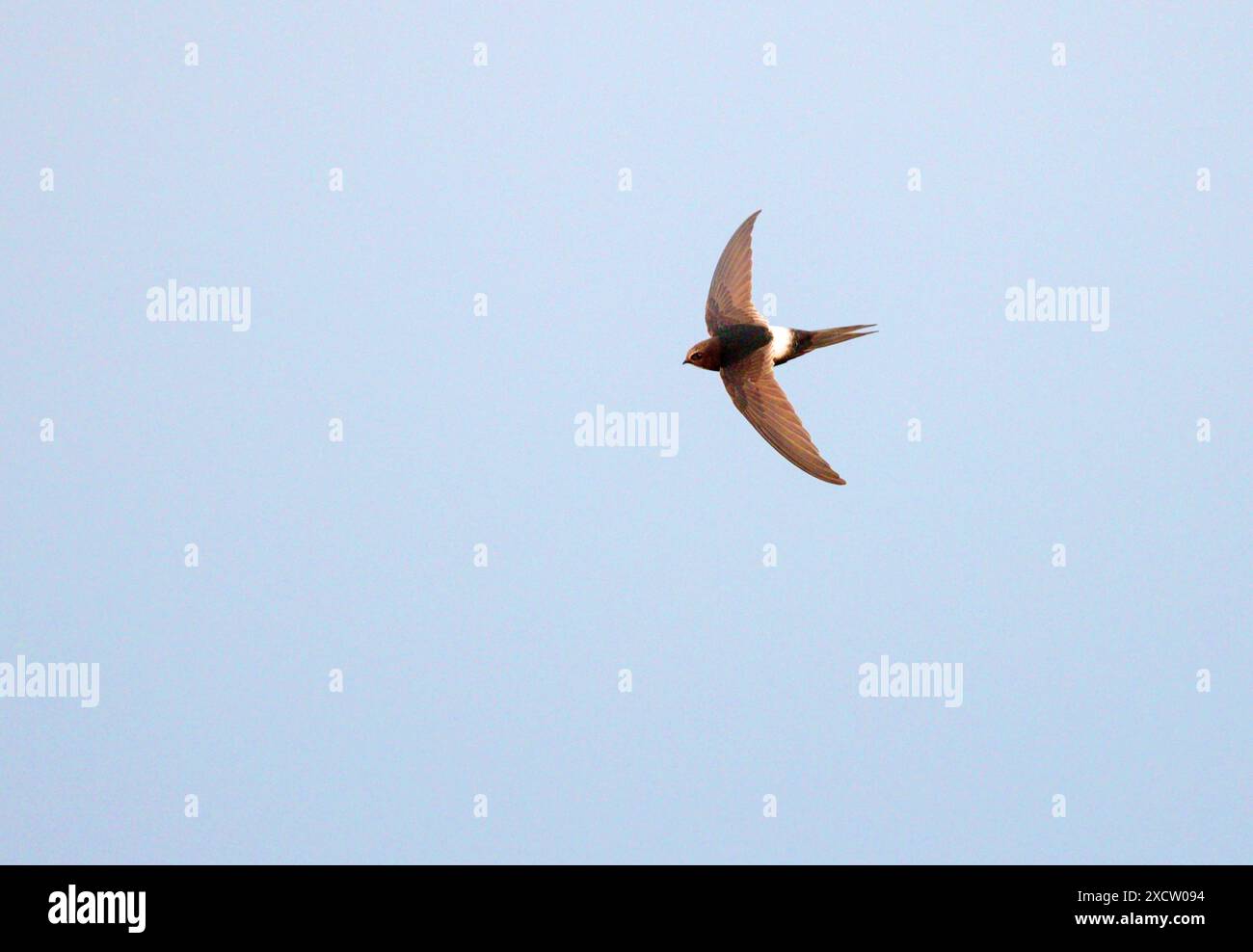 White rumped swifts hi-res stock photography and images - Alamy