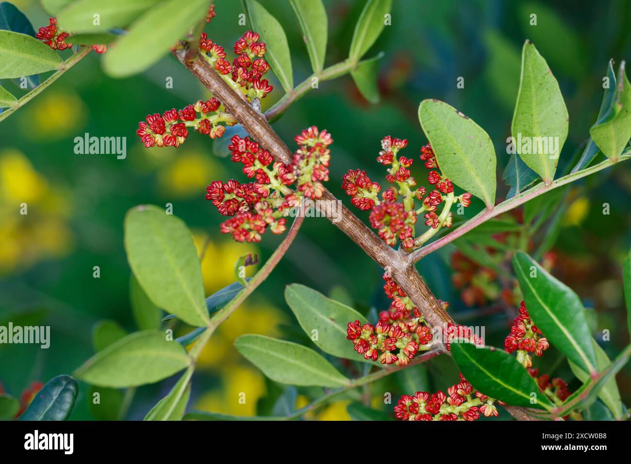 Mastic tree hi-res stock photography and images - Alamy