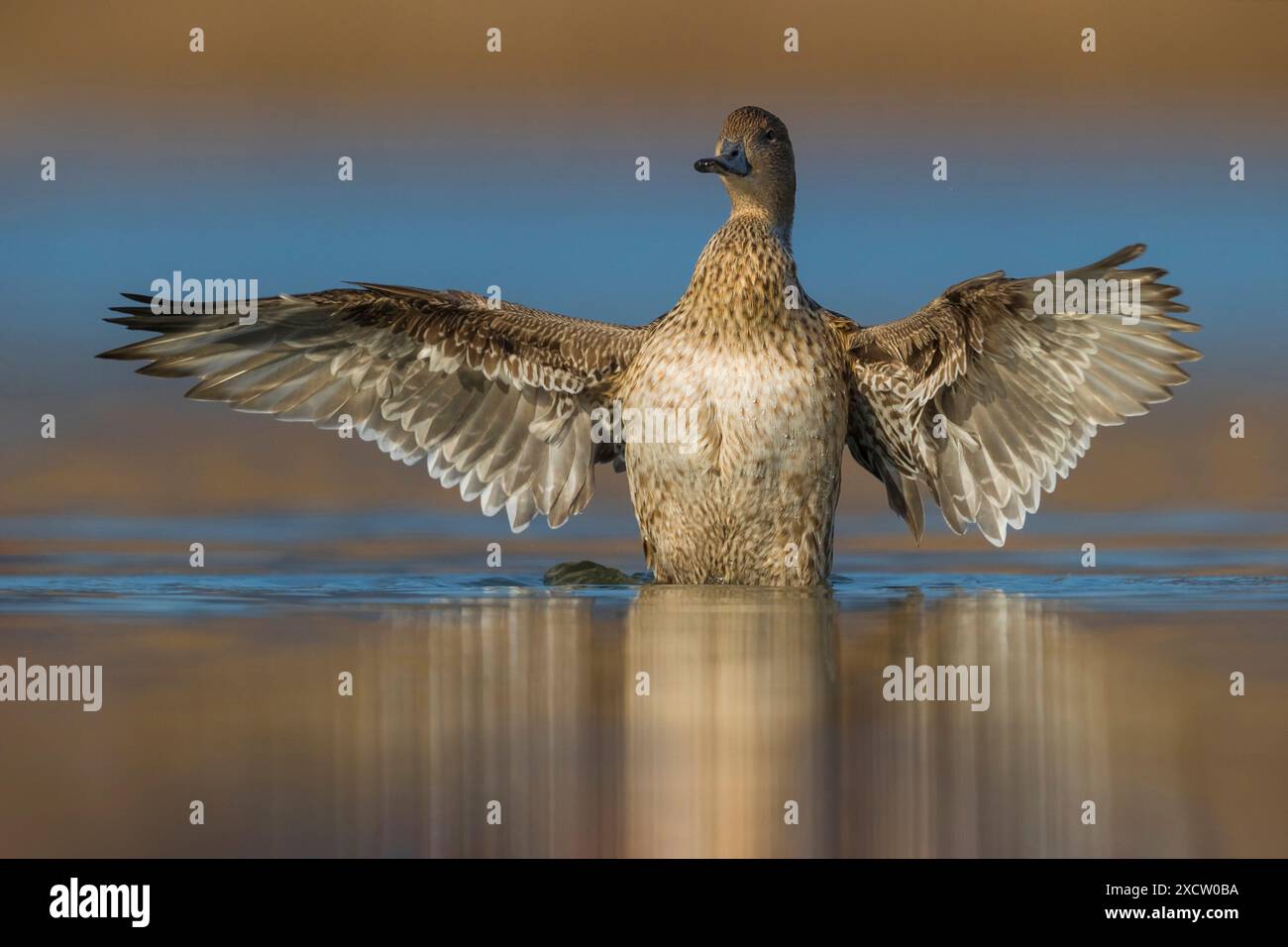 northern pintail, pintail (Anas acuta), female standing with ...