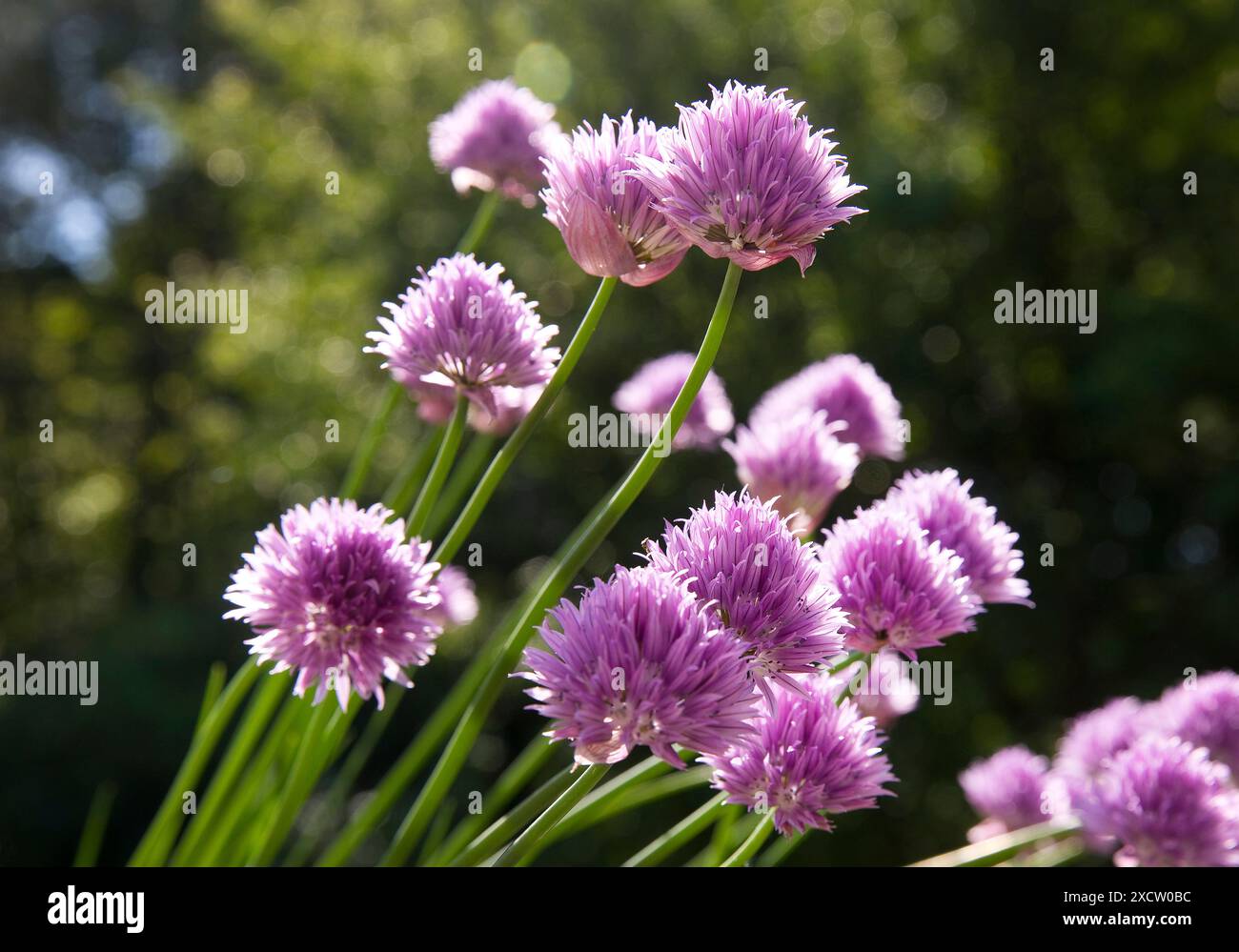 chives, sand leek (Allium schoenoprasum), blooming, Germany Stock Photo ...